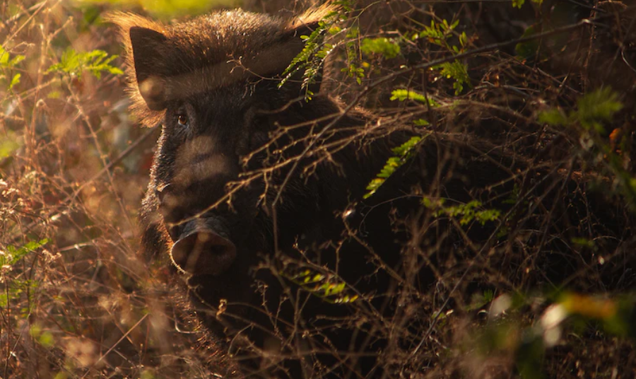 An Unforgettable Wild Hog Hunt with the Thermion 2 LRF XG50